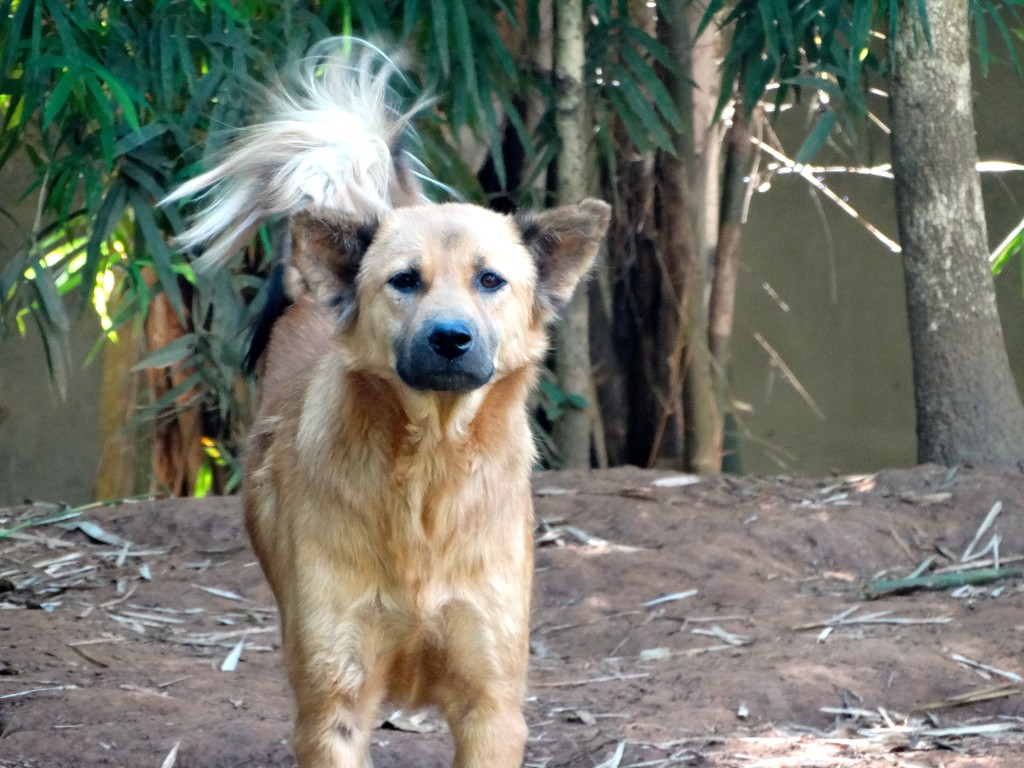 Sabai - Dog Project - Elephant Nature Park