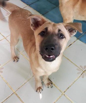 carlee - Dog Project - Elephant Nature Park