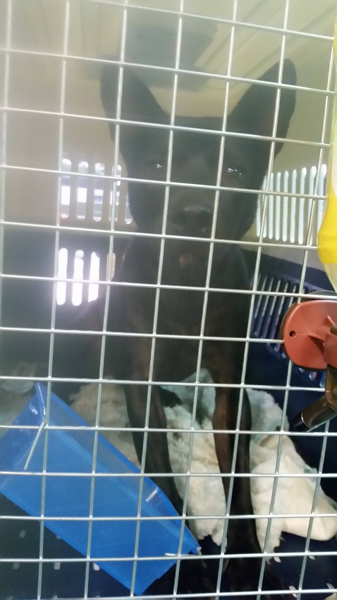 Narzie And Legend Are Off! - Dog Project - Elephant Nature Park