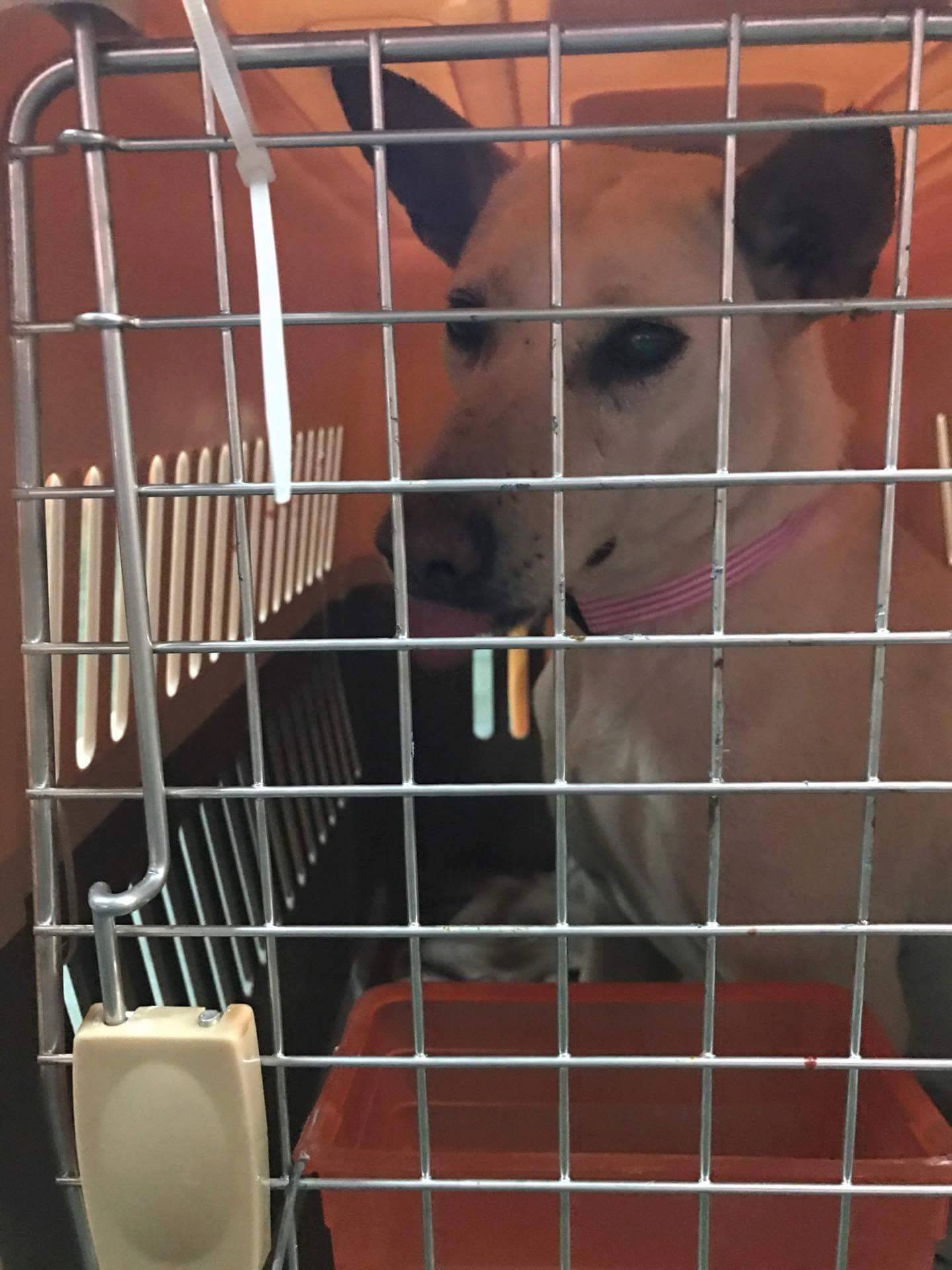 Narzie And Legend Are Off! - Dog Project - Elephant Nature Park