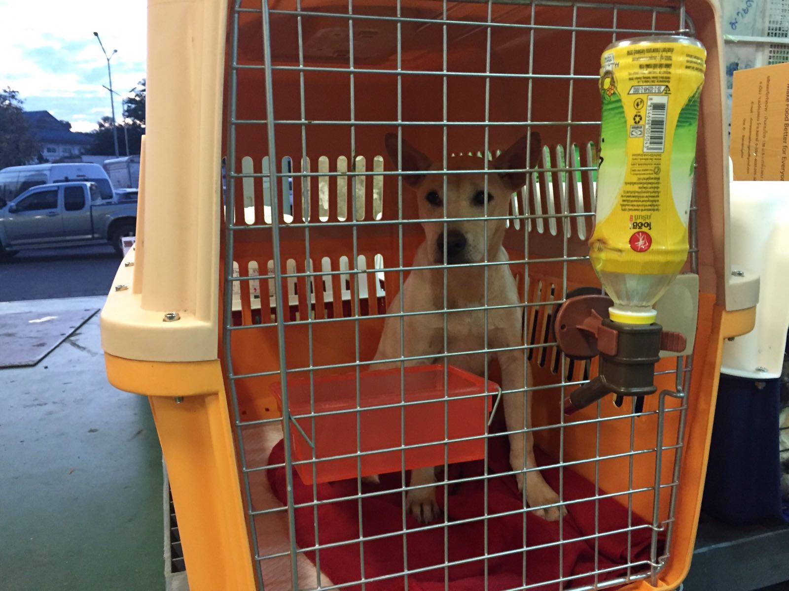 Narzie And Legend Are Off! - Dog Project - Elephant Nature Park