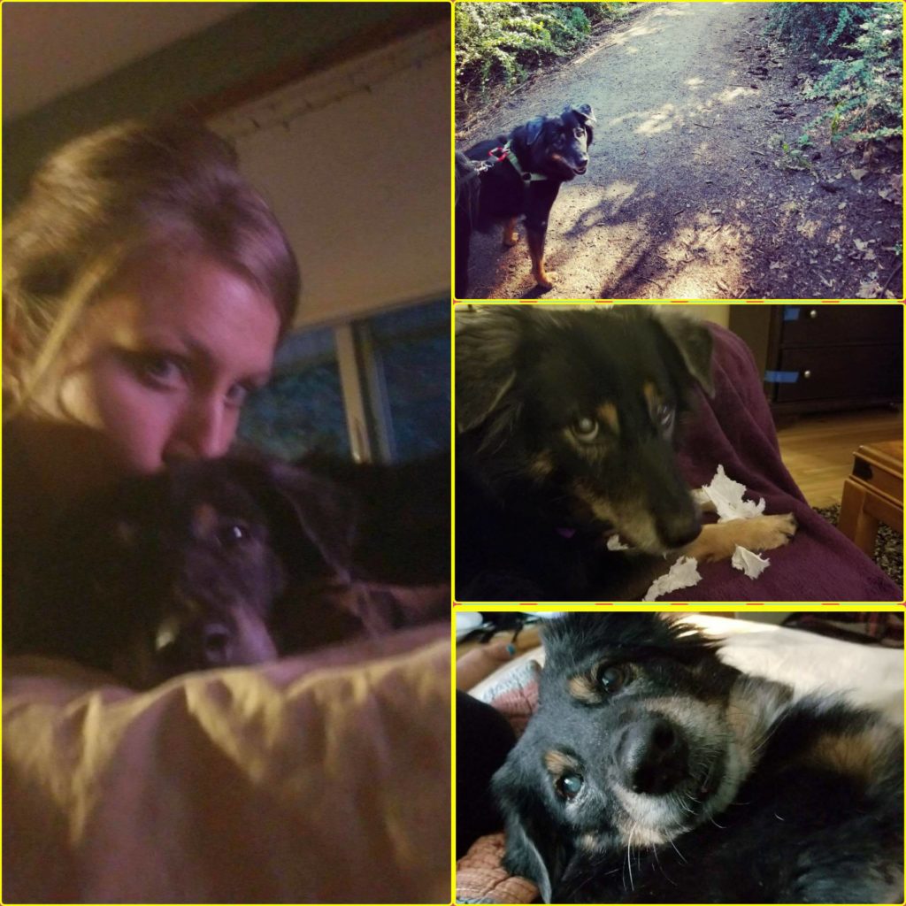 Raisin's Happy Tale - Dog Project - Elephant Nature Park