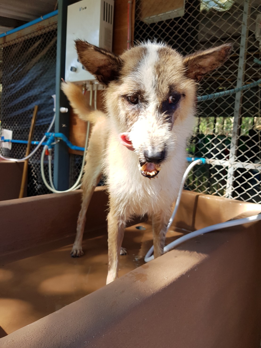 Boonchu – Sponsor Update Oct 2018 - Dog Project - Elephant Nature Park