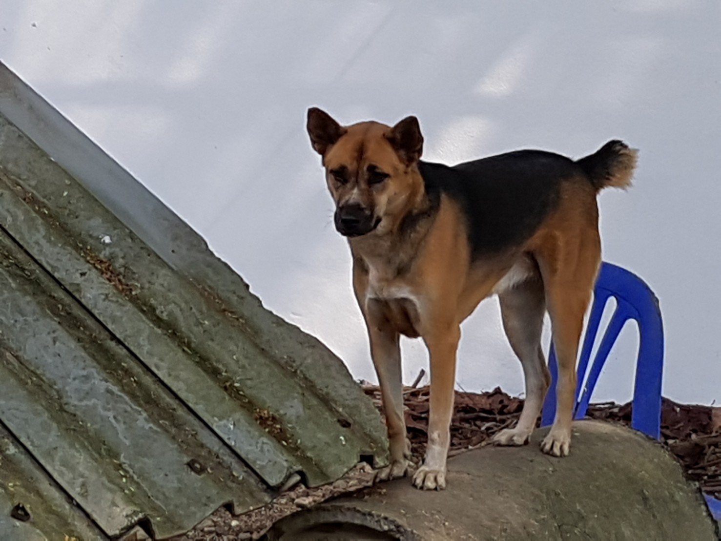 Pang Ung – Sponsor Update Oct 2018 - Dog Project - Elephant Nature Park