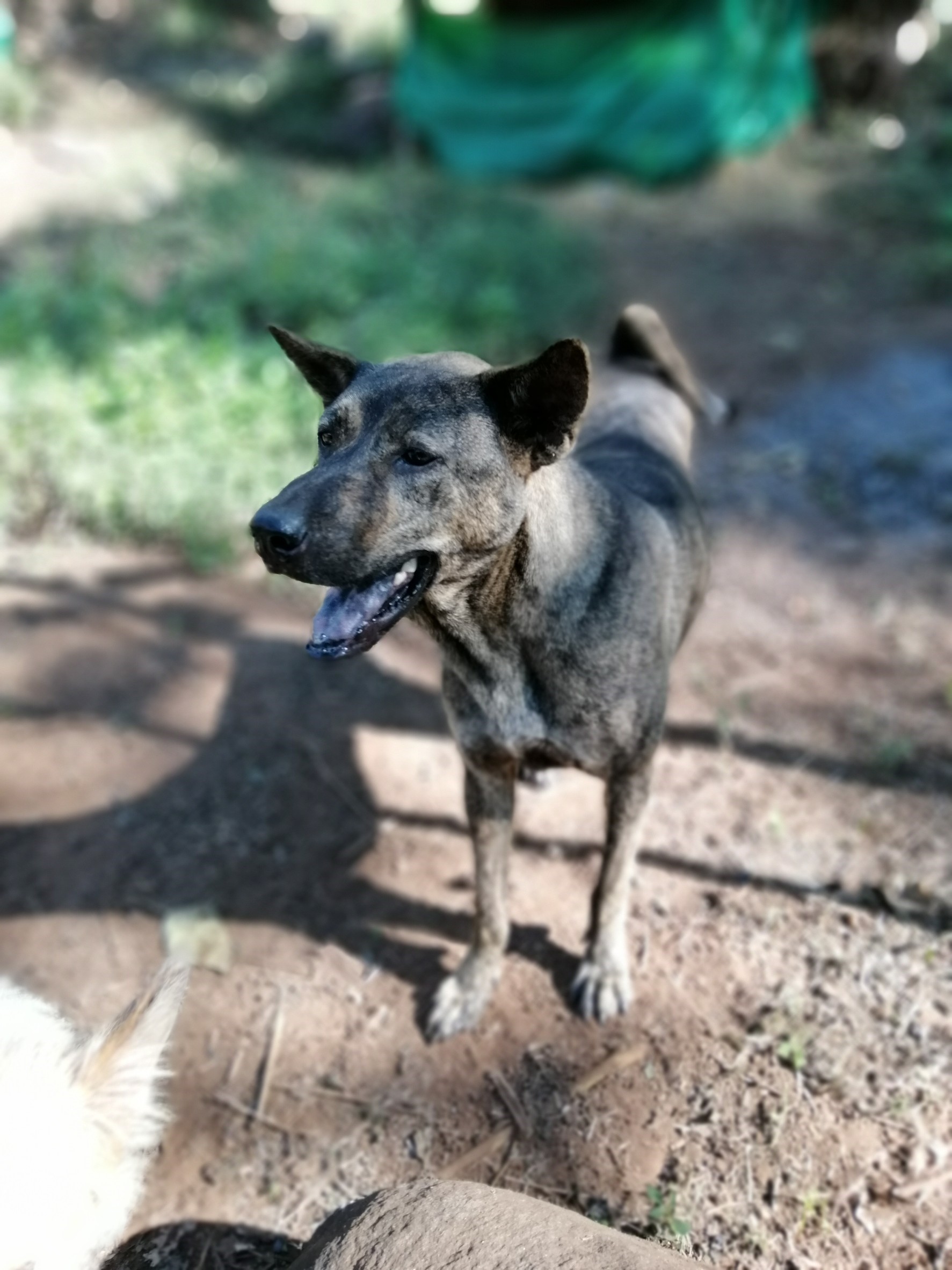 Pajah – Sponsor Update January 2019 - Dog Project - Elephant Nature Park