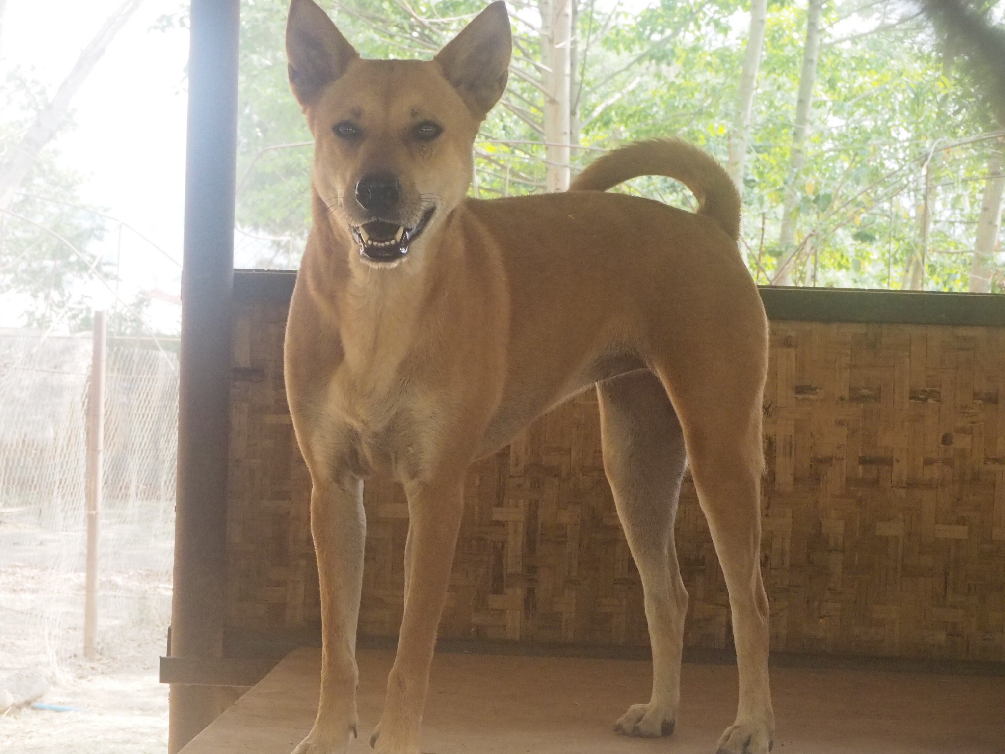 Mani April 19_๑๙๐๔๒๗_0002 - Dog Project - Elephant Nature Park