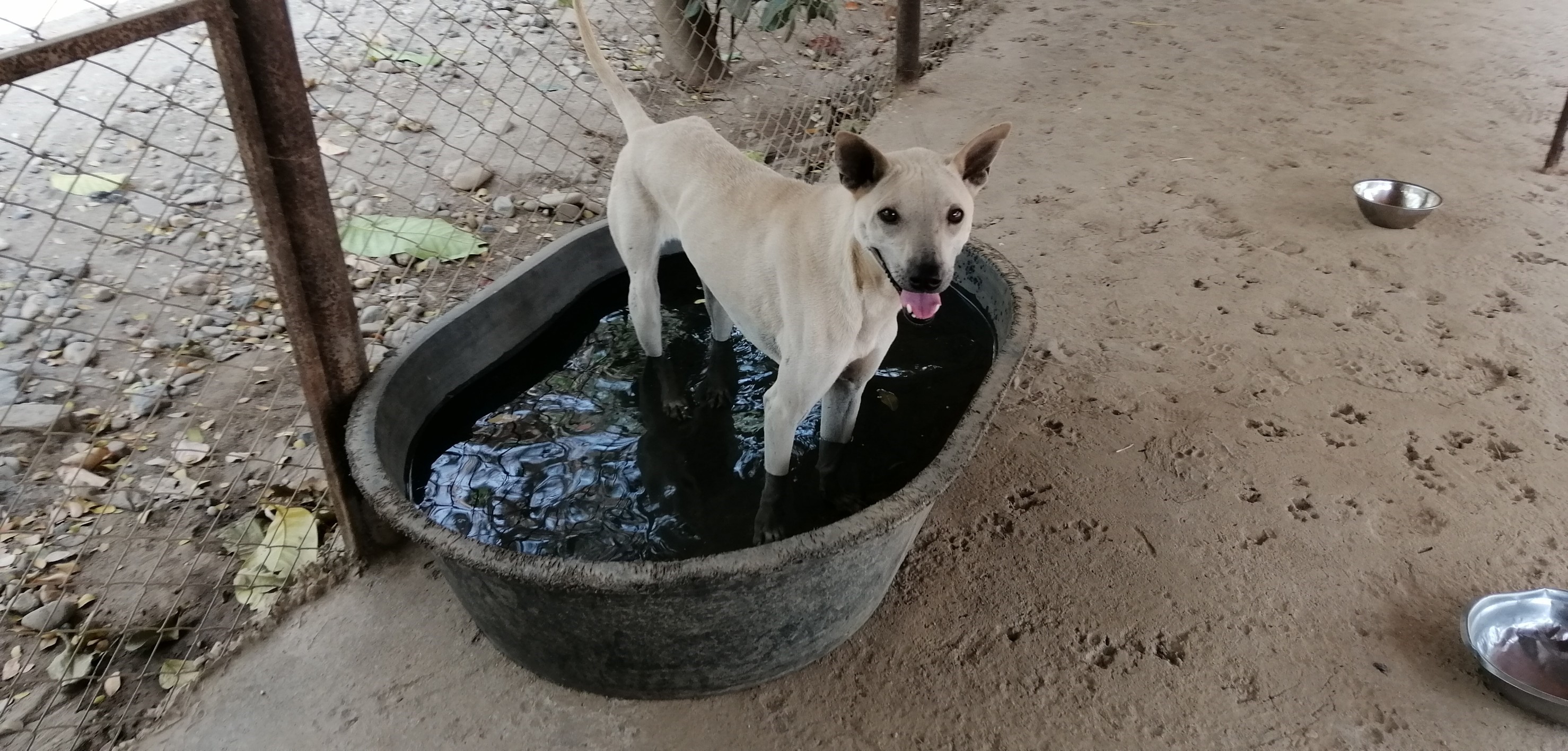 Pumba_๑๙๐๓๑๔_0004 - Dog Project - Elephant Nature Park