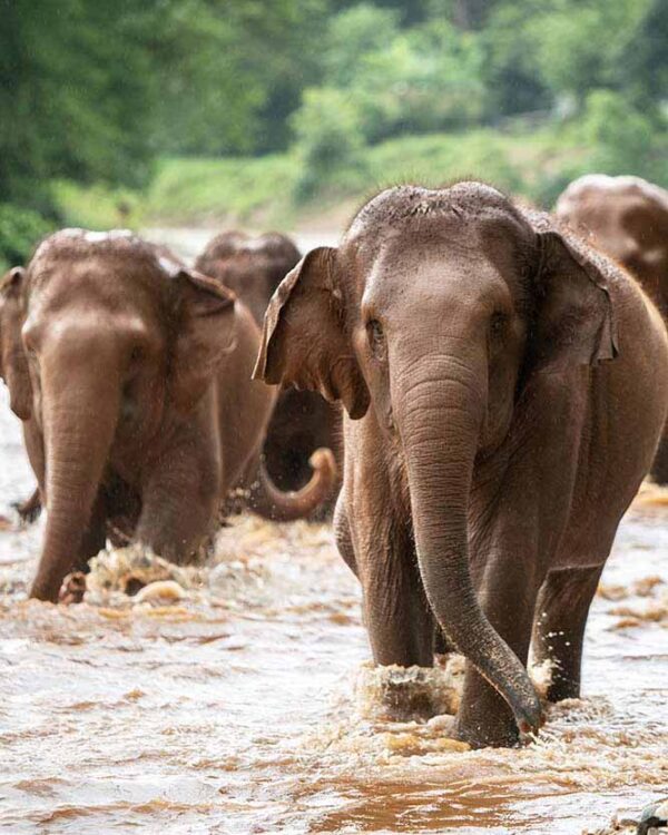 Save Elephant Foundation | Rescuing & Caring for Asian Elephants