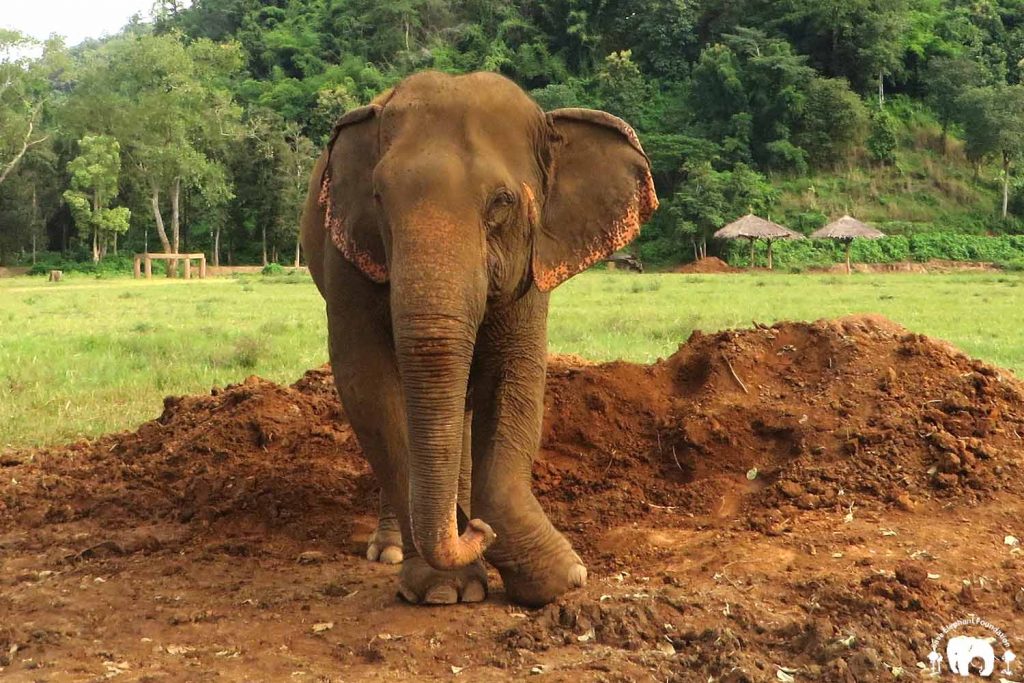 Sponsor An Elephant | Save Elephant Foundation | Support Our Herds