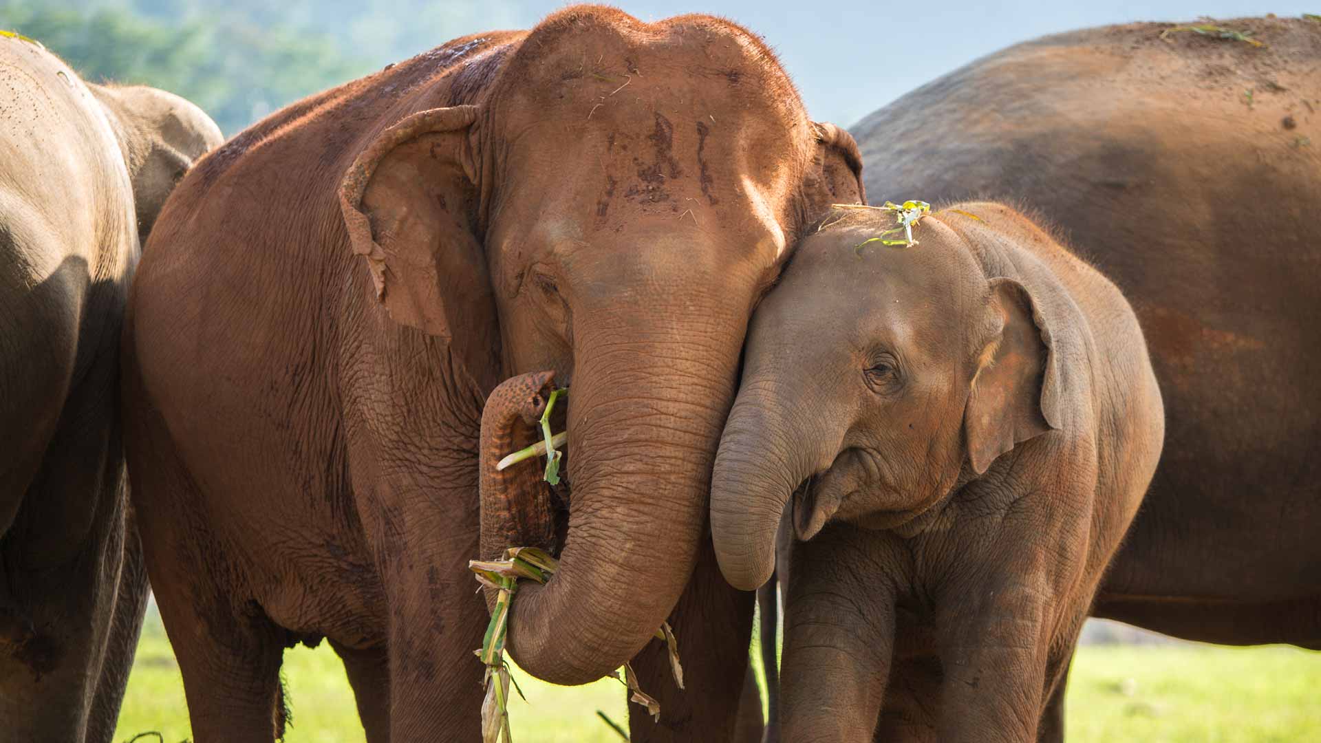 Elephant Care - Save Elephant Foundation