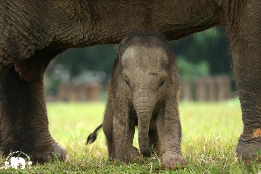 Baby Chaba - Save Elephant Foundation