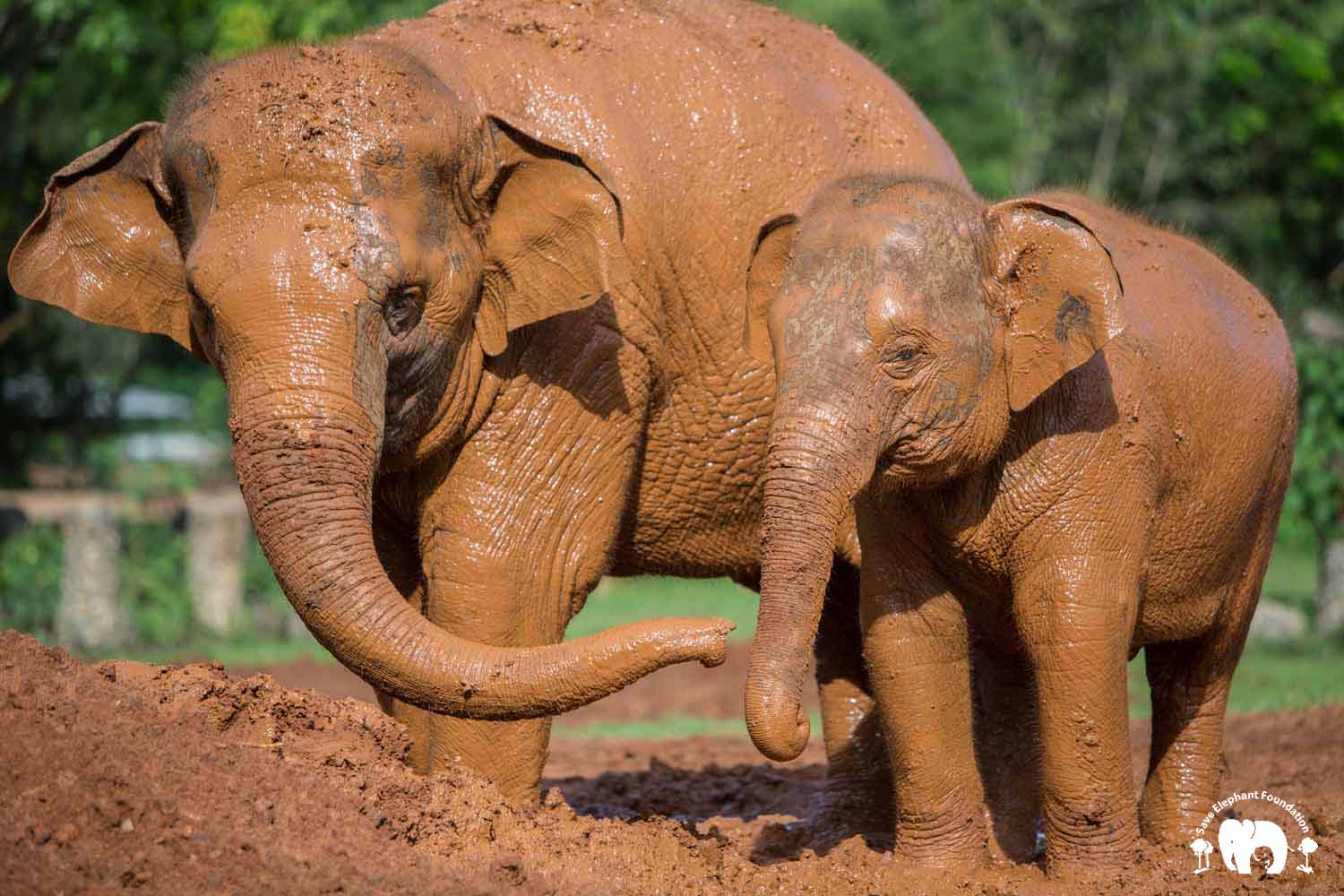 Our Partners | Save Elephant Foundation | NGO's Supporting Us
