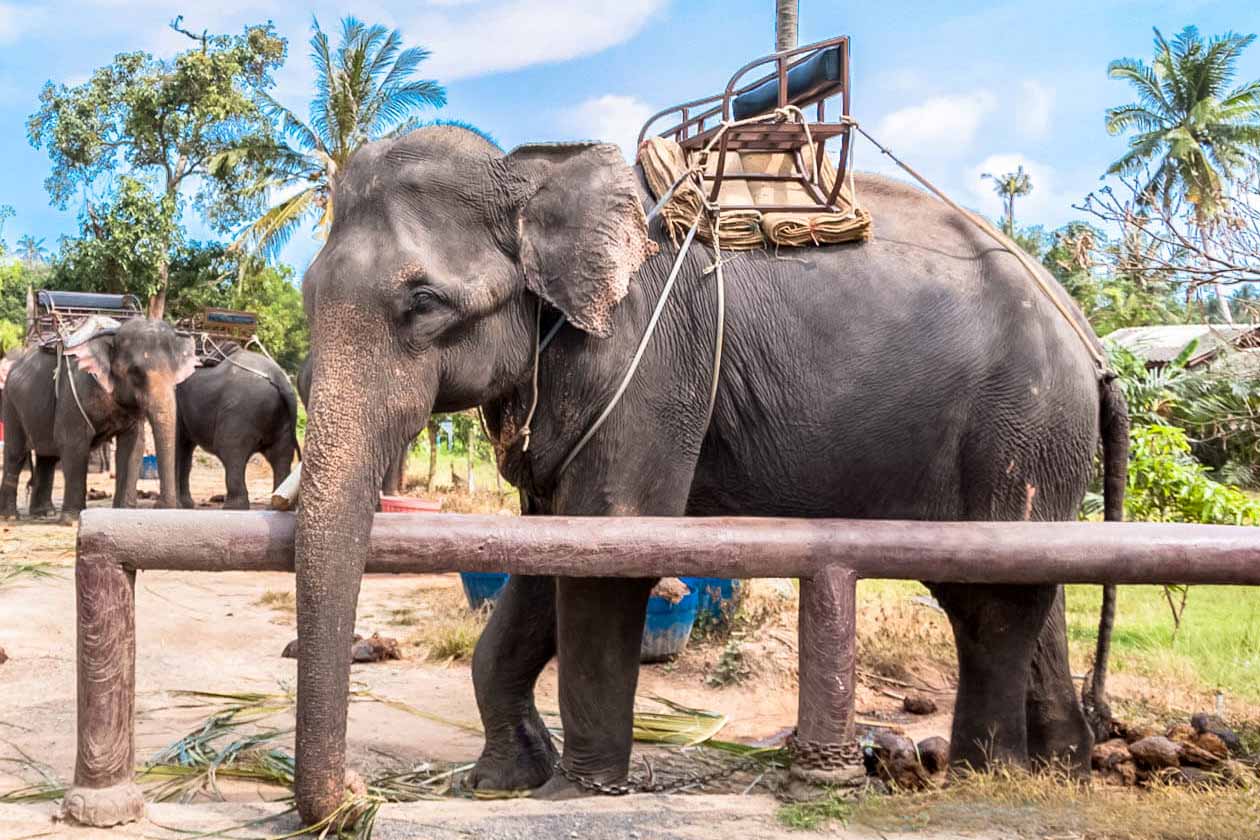 The Plight of the Asian Elephant | Save Elephant Foundation