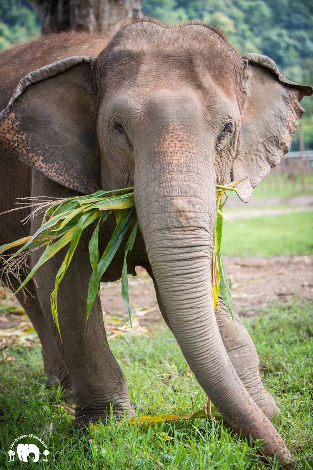 Kabu - Save Elephant Foundation