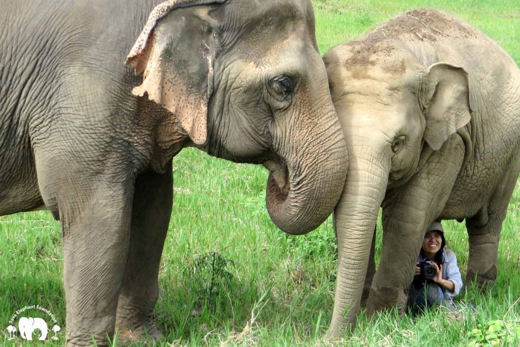 Our Founder | Save Elephant Foundation | Saengduean Chailert