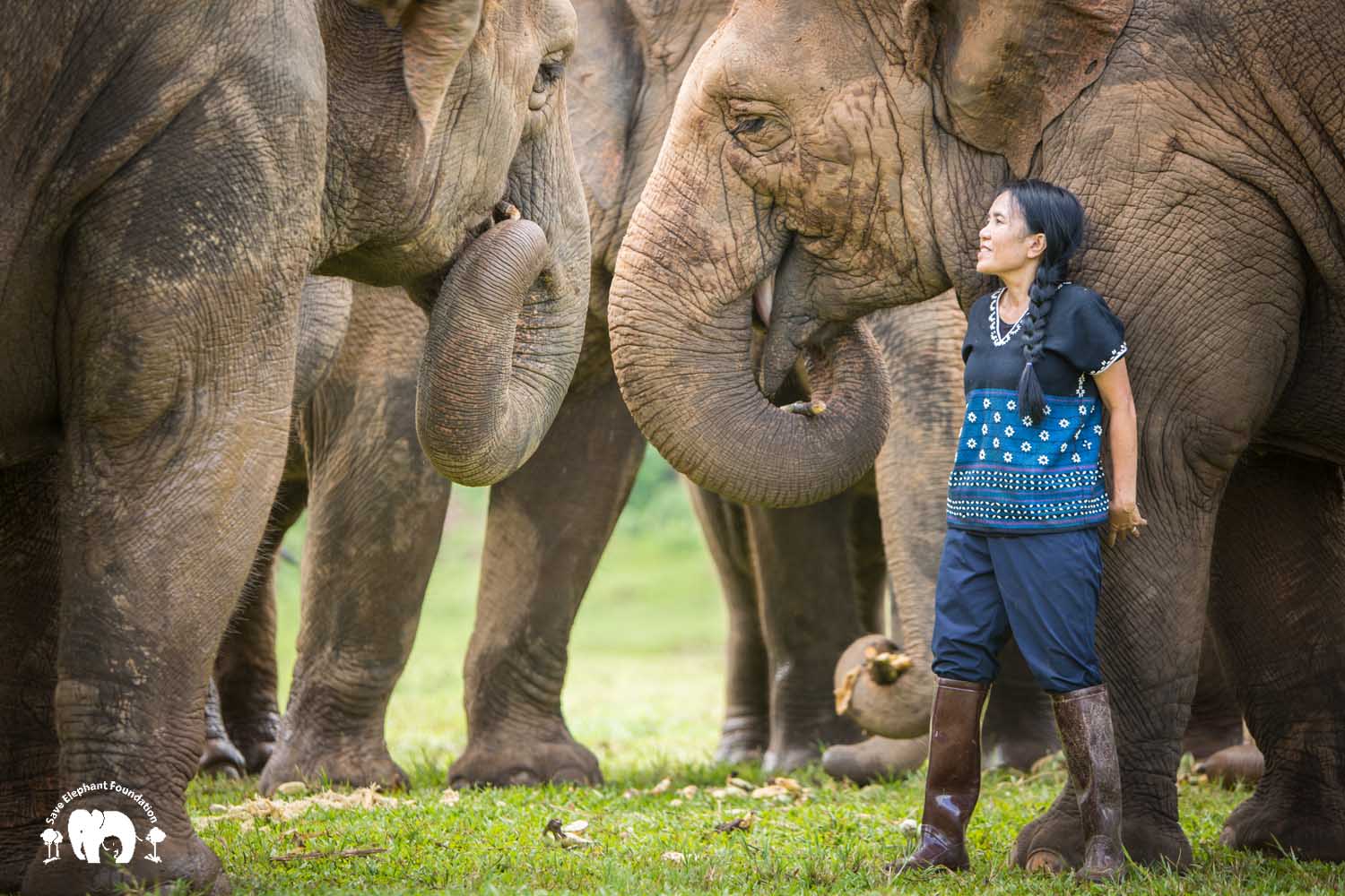 Our Founder | Save Elephant Foundation | Saengduean Chailert