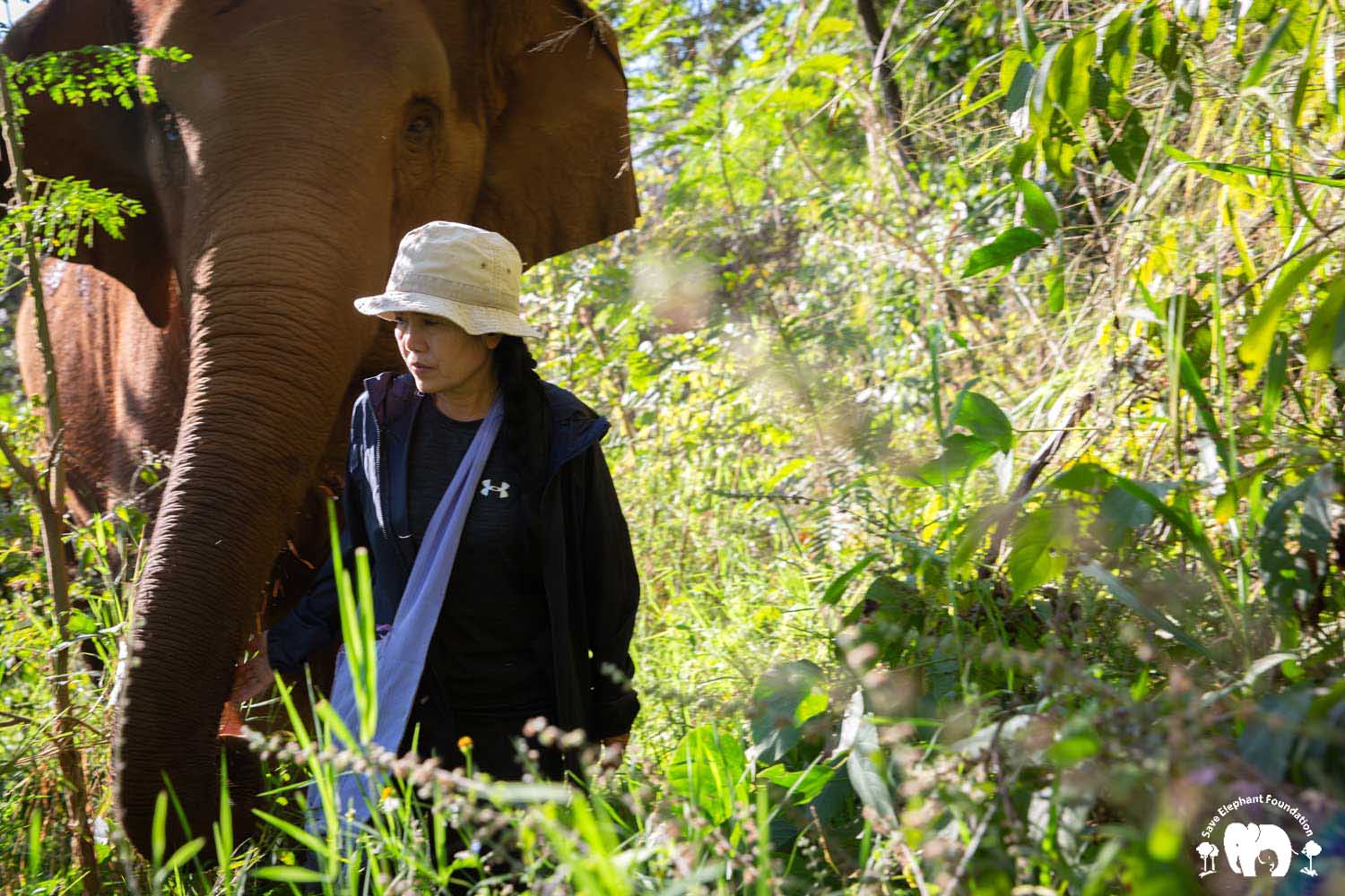 Our Founder | Save Elephant Foundation | Saengduean Chailert