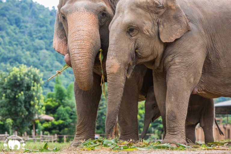 Baby Chaba - Save Elephant Foundation