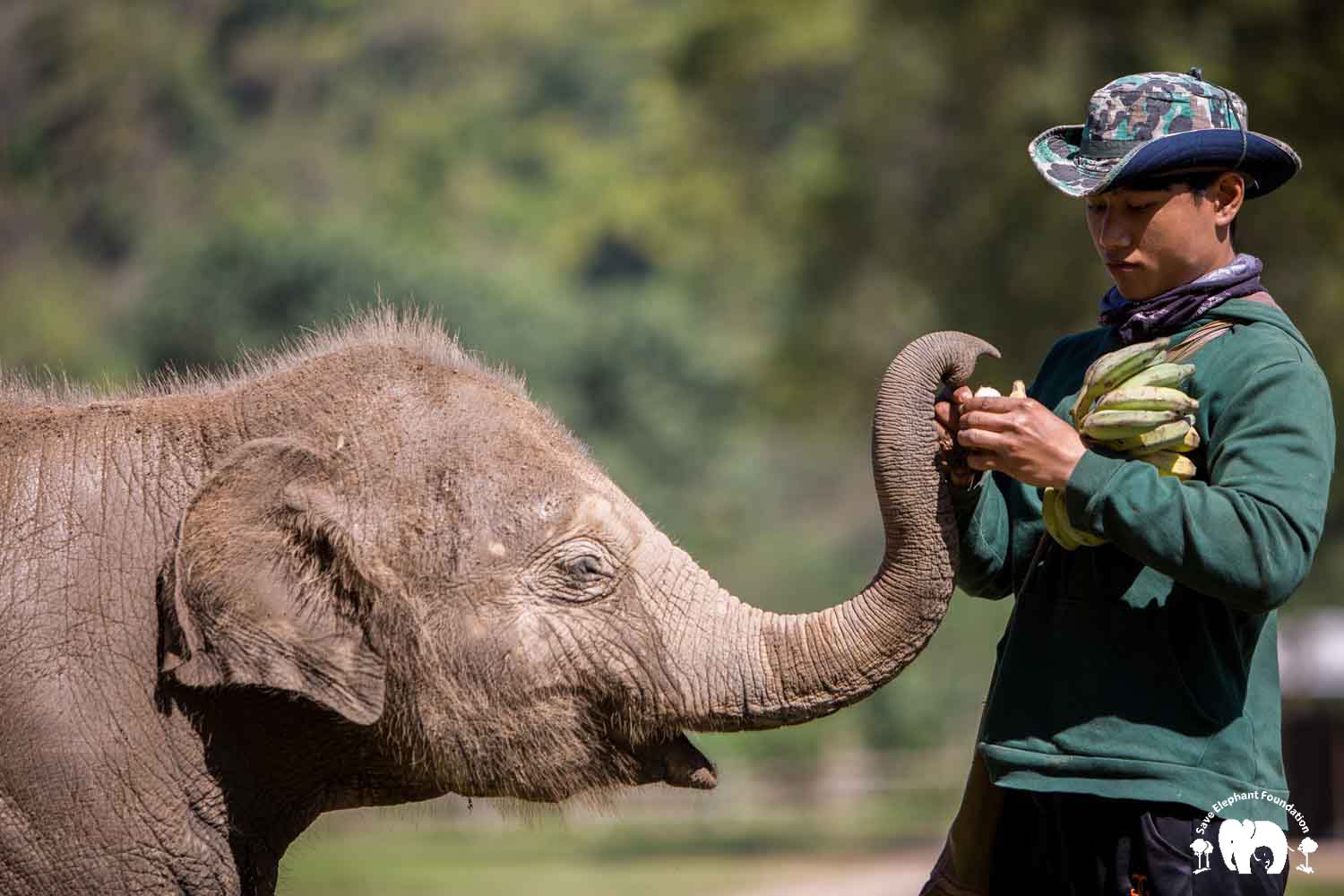 About Us | Save Elephant Foundation | Support Asian Elephants