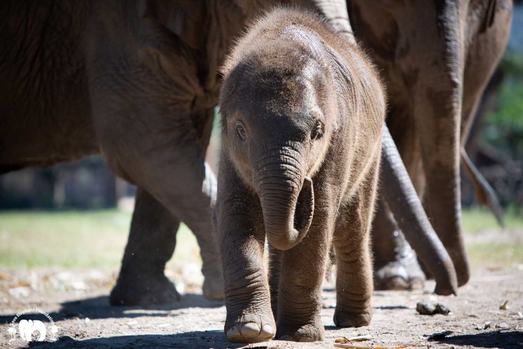 Baby Chaba - Save Elephant Foundation