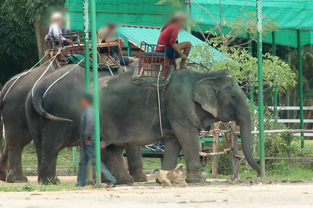 The Plight of the Asian Elephant | Save Elephant Foundation