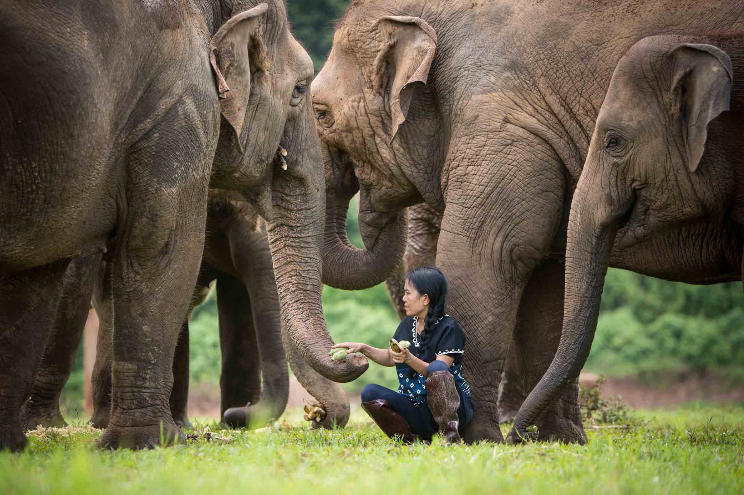 Elephant Care - Save Elephant Foundation