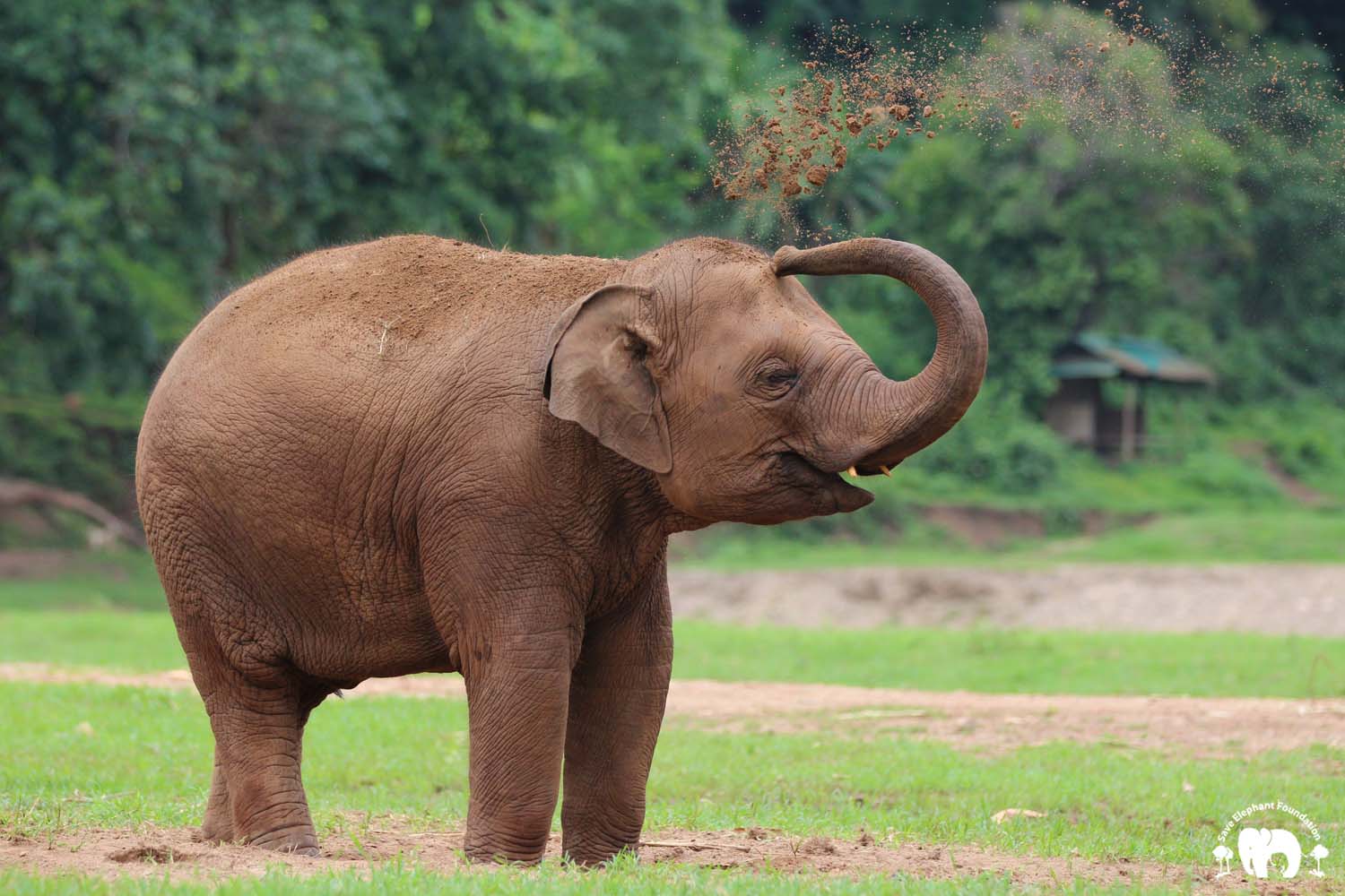 Elephant Thong Ae Save Elephant Foundation