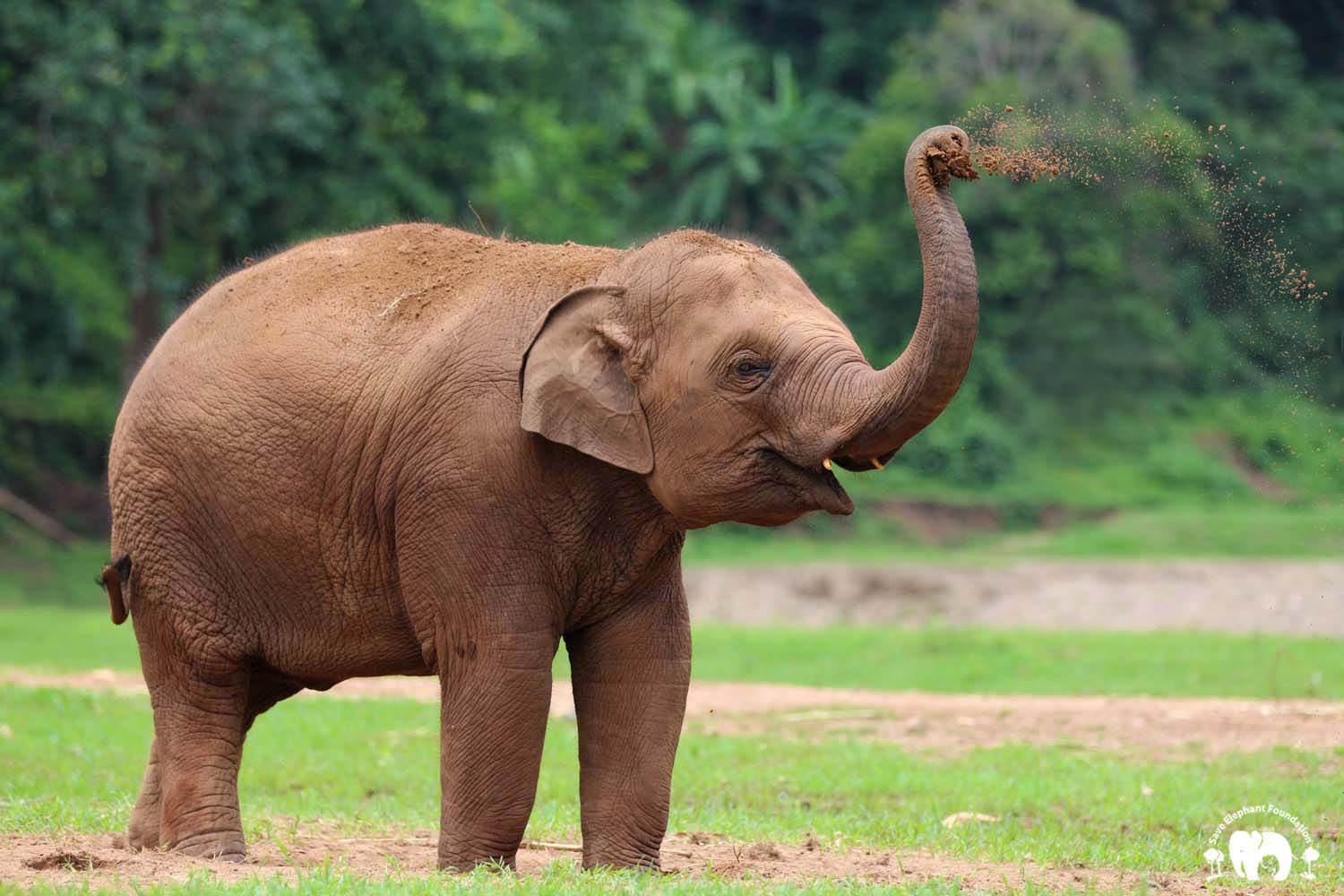 Blog - Save Elephant Foundation
