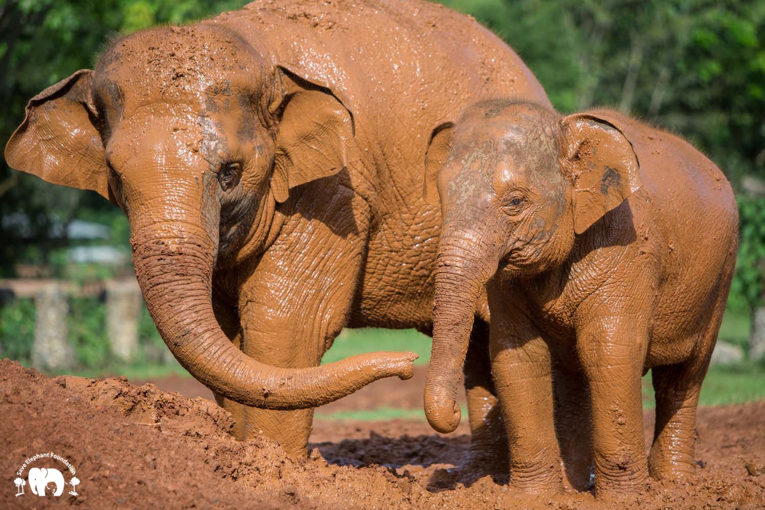 Elephant Thong Ae Save Elephant Foundation