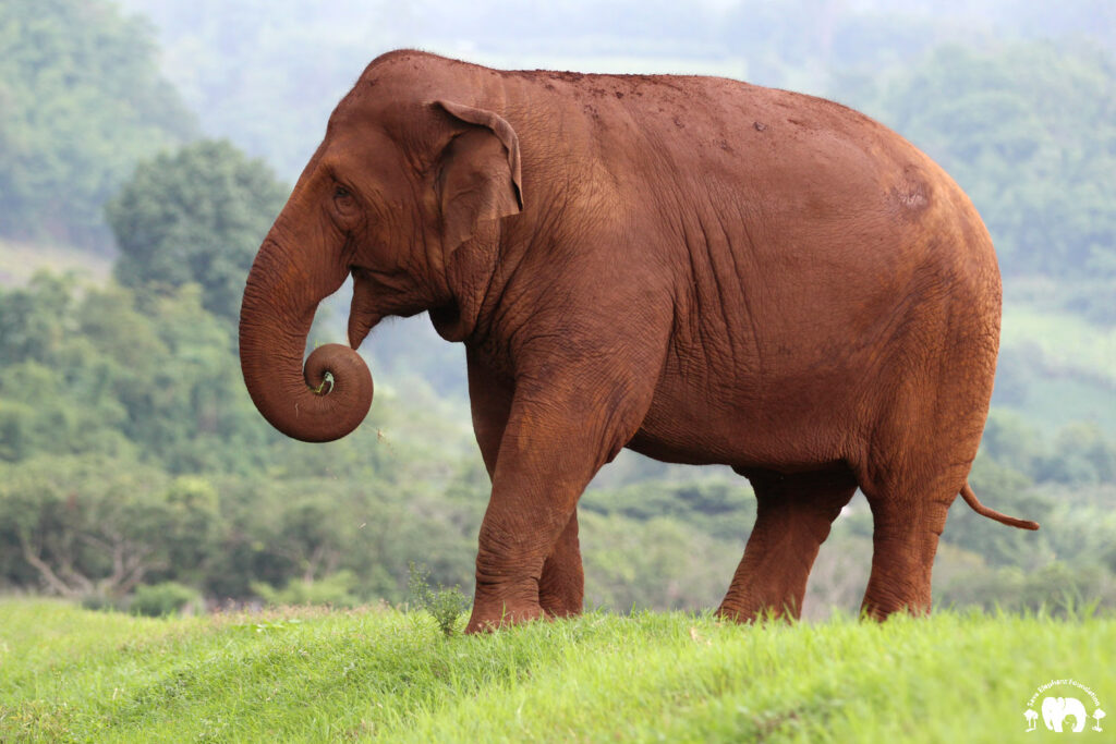Sponsor An Elephant | Save Elephant Foundation | Support Our Herds