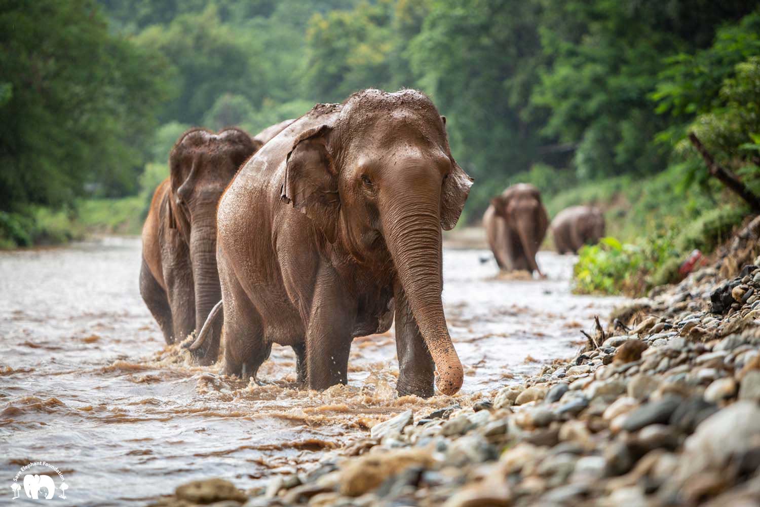 Sponsor An Elephant | Save Elephant Foundation | Support Our Herds