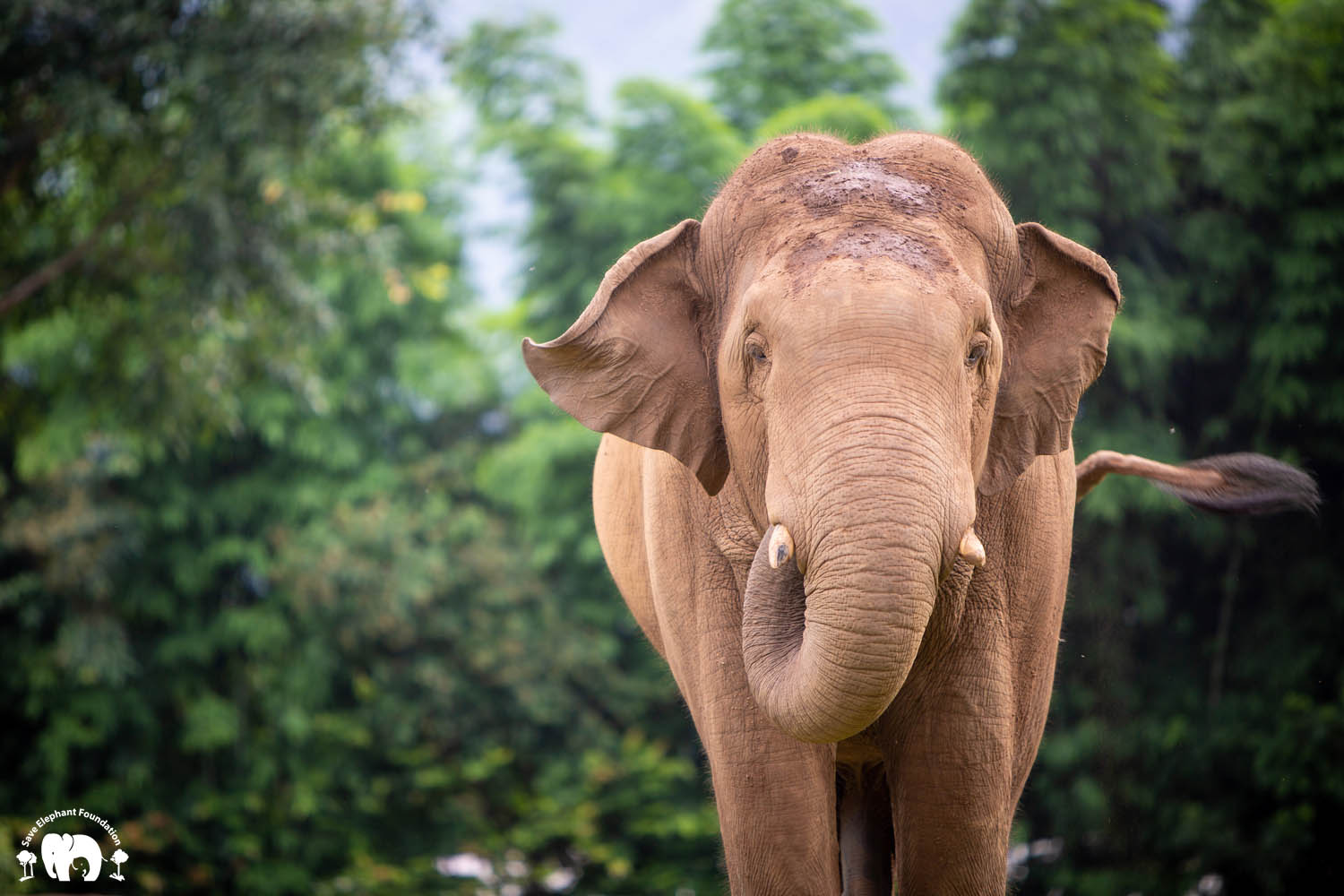 Sponsor An Elephant | Save Elephant Foundation | Support Our Herds