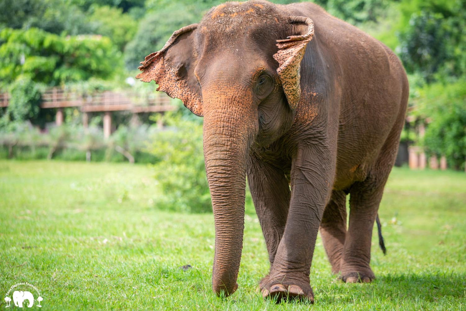 Sponsor An Elephant | Raya | Save Elephant Foundation