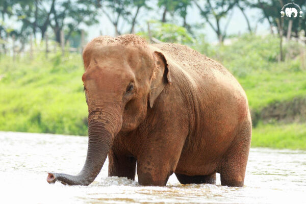 Blog - Save Elephant Foundation