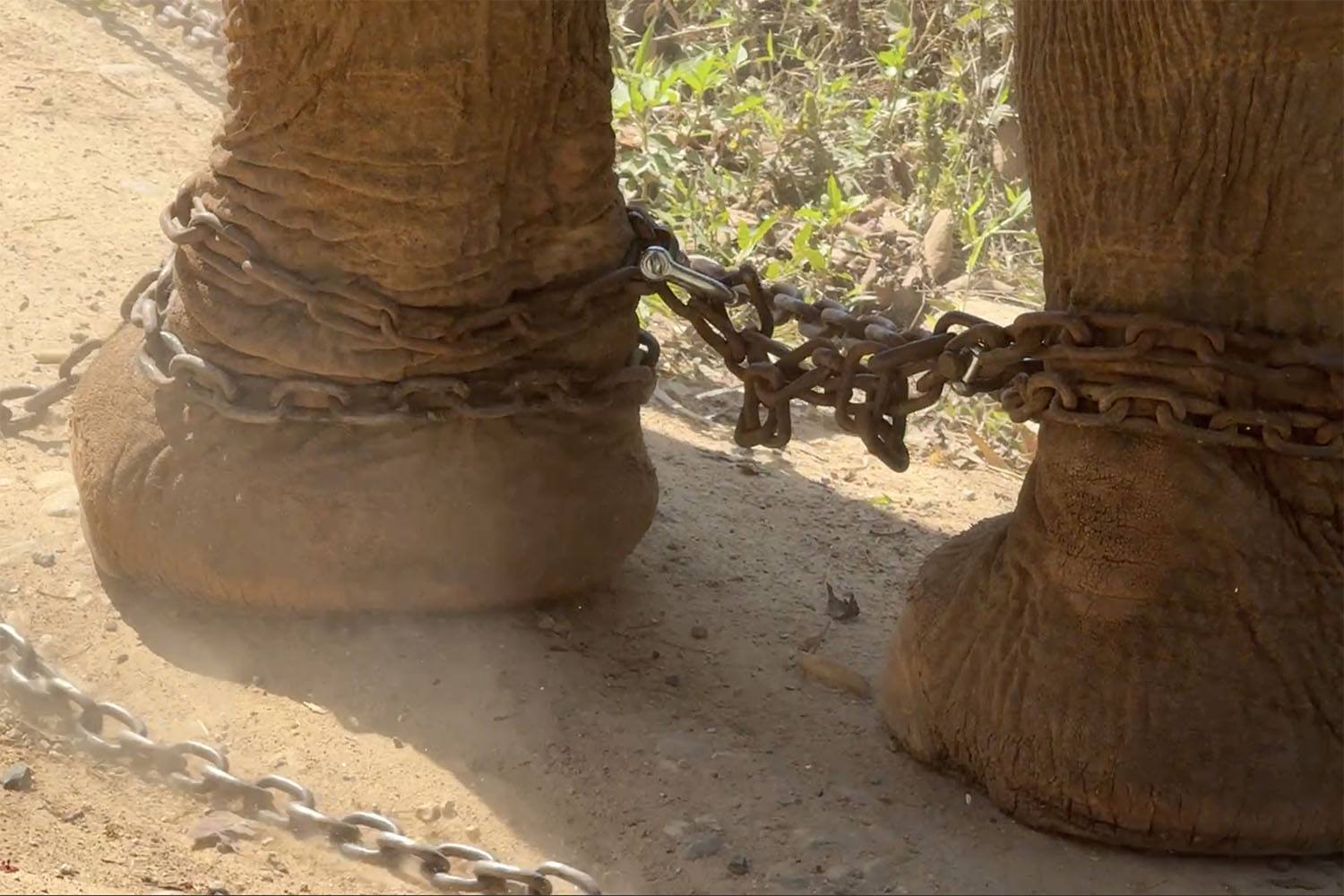 Kham Than: A New Beginning at 60+ | Save Elephant Foundation