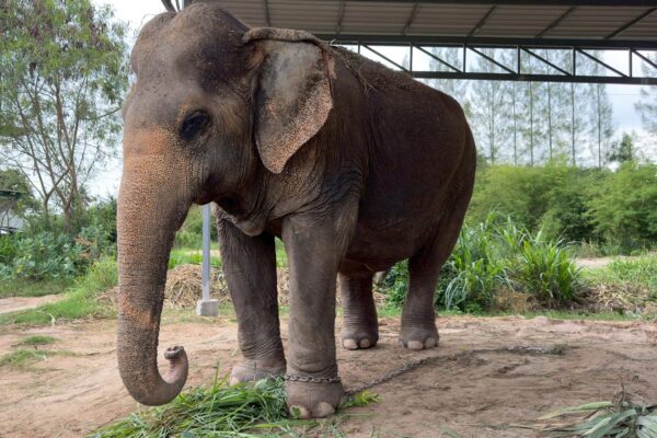 Grandma Lily: A New Life of Peace | Save Elephant Foundation